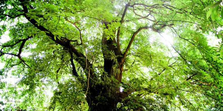 Funeral Burial Alternatives | 23 Ultimate Ways To Be Buried